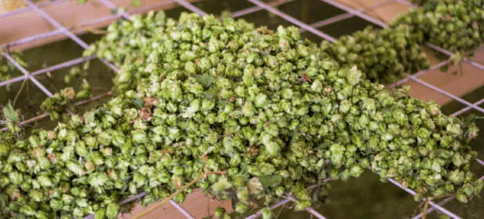 Brew Better Tasting Beer by Growing Your Own Distinct Hops In Dakoa