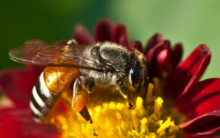 Struggling Beekeepers Fight to Protect Vital Honeybee Colonies Dakoa