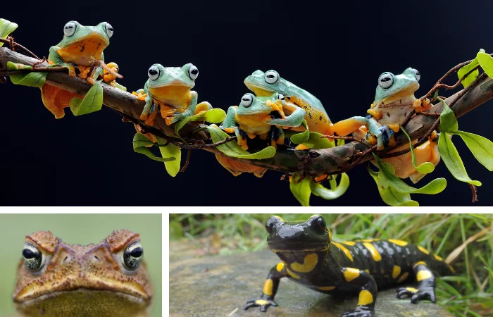 The Alarming Disappearance of Amphibians: A Global Cry for Help That Will