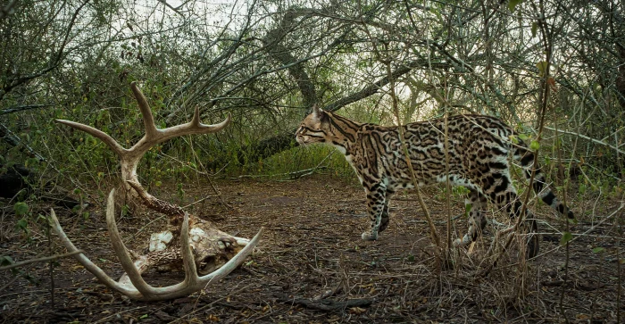 Reviving An Elusive Predator: The Bold Mission to Save Texas'