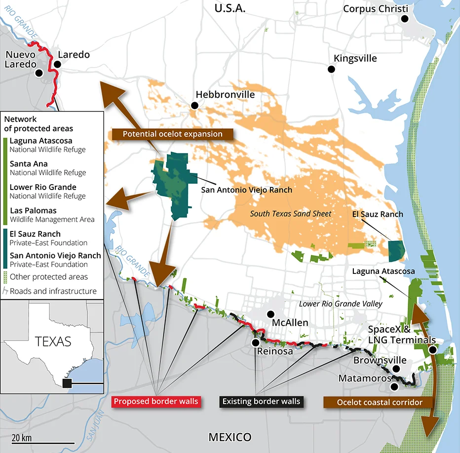 Reviving An Elusive Predator: The Bold Mission to Save Texas'