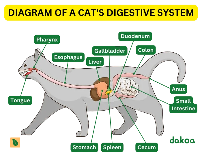 White Cat Poop? Color, Consistency Chart Tell Health Signs Dakoa