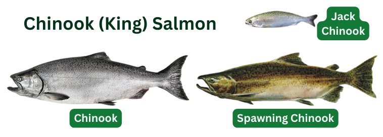 Jack Salmon vs Chinook: What's the Difference? Life Cycle? Dakoa