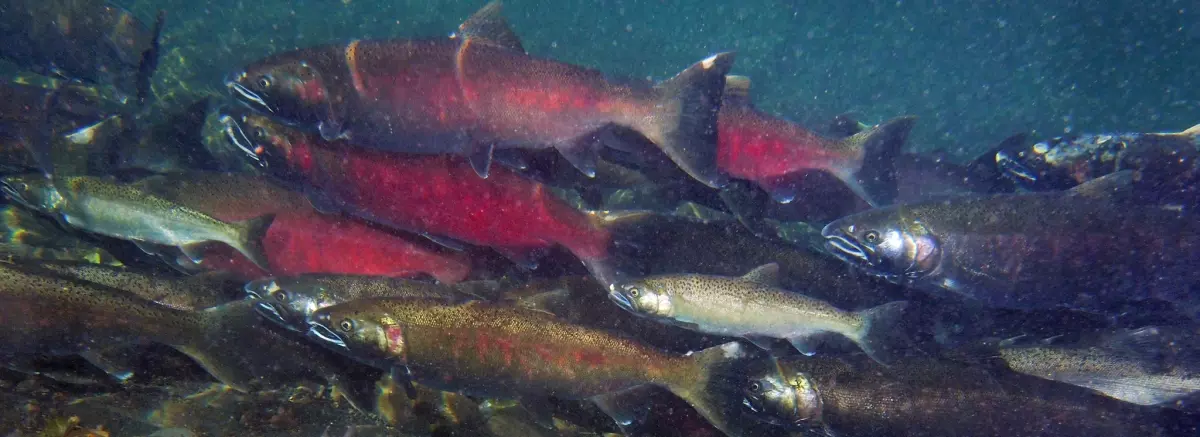 Jack Salmon vs Chinook: What's the Difference? Life Cycle? Dakoa