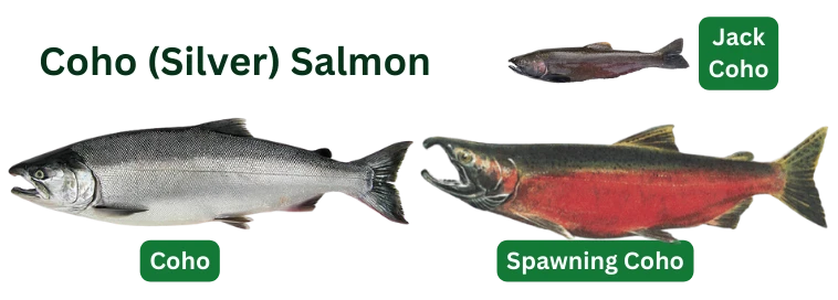 Jack Salmon vs Chinook: What's the Difference? Life Cycle? Dakoa