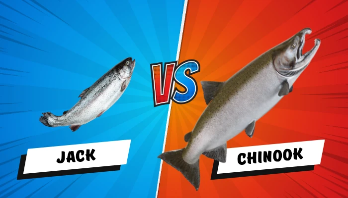 Jack Salmon vs Chinook: What's the Difference? Life Cycle? Dakoa
