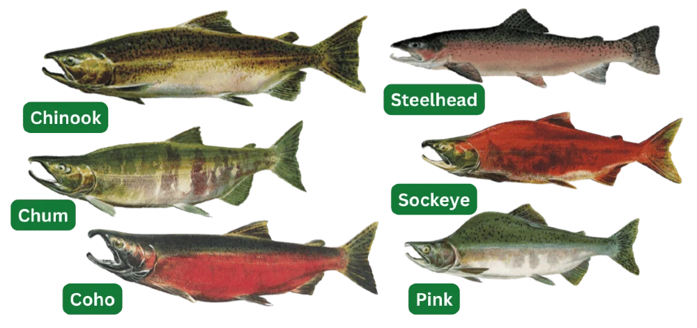 Jack Salmon vs Chinook: What's the Difference? Life Cycle? Dakoa